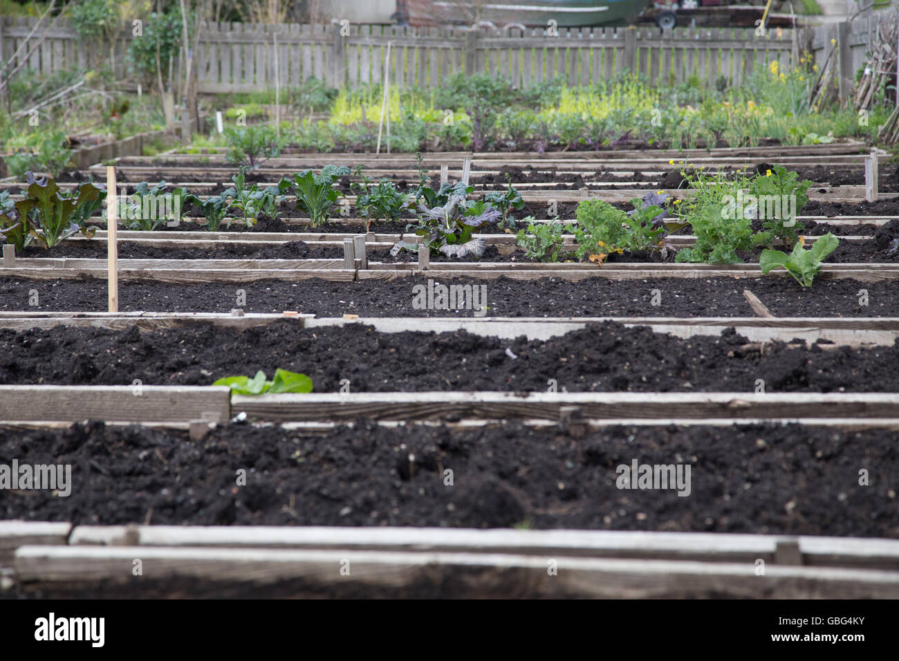 Pea patch hi-res stock photography and images - Alamy