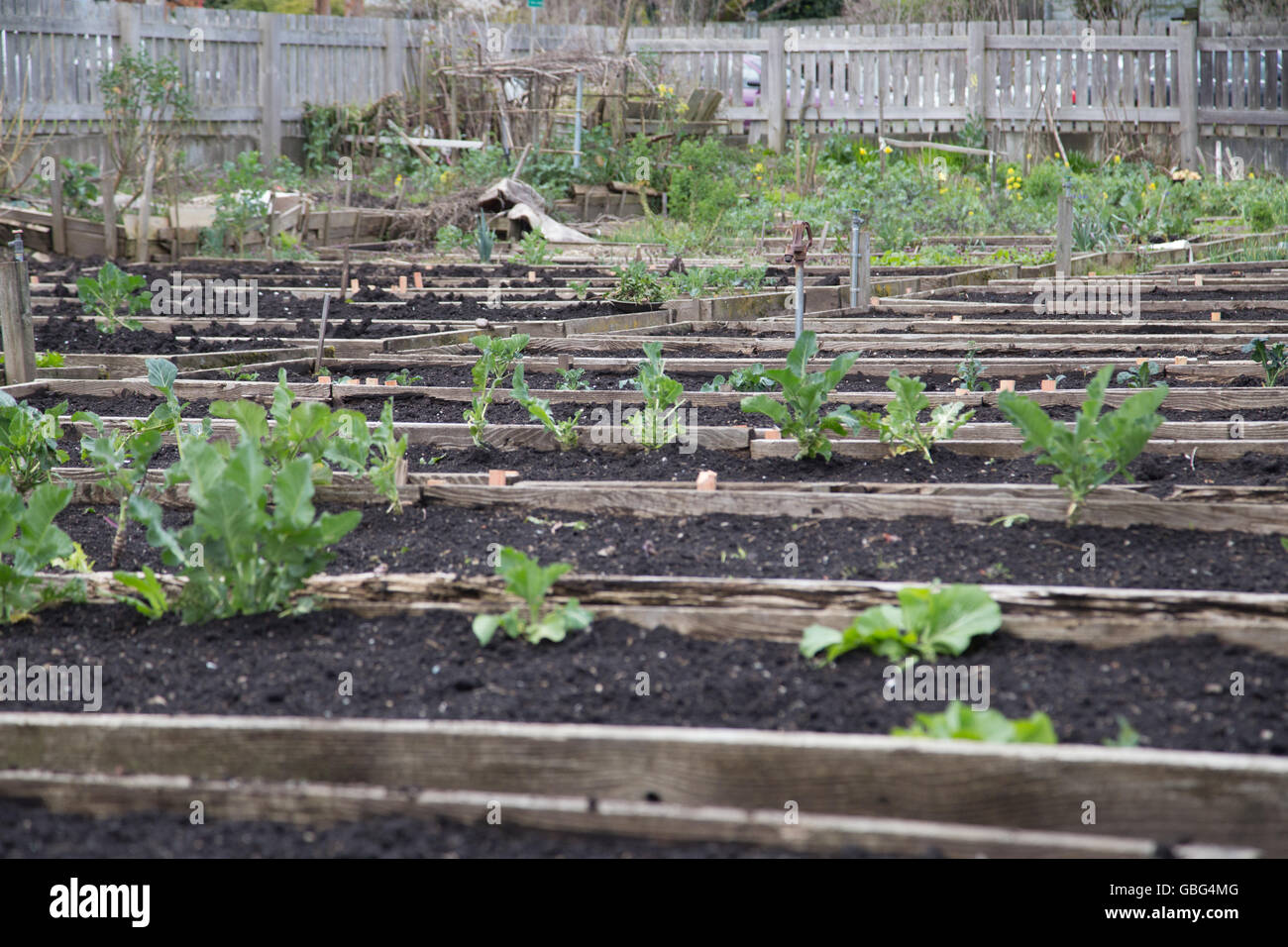 Pea patch hi-res stock photography and images - Alamy