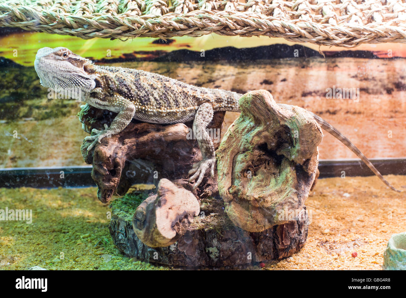 Bearded Dragon Desert High Resolution Stock Photography and Images - Alamy