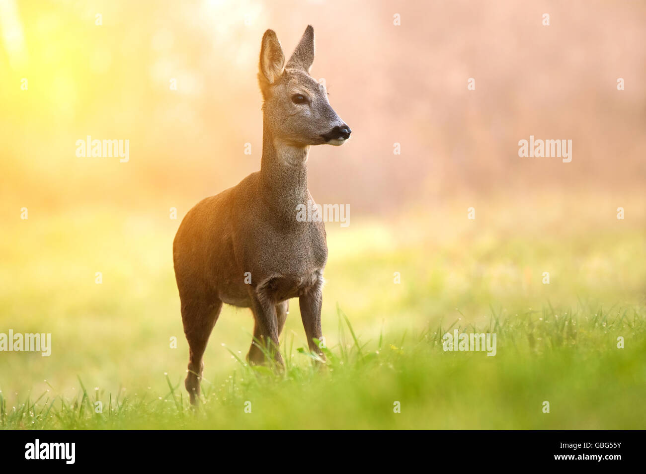Roe deer in early morning light Stock Photo - Alamy