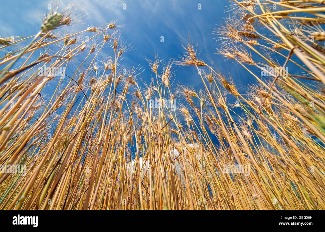 Barley plant hi-res stock photography and images - Alamy