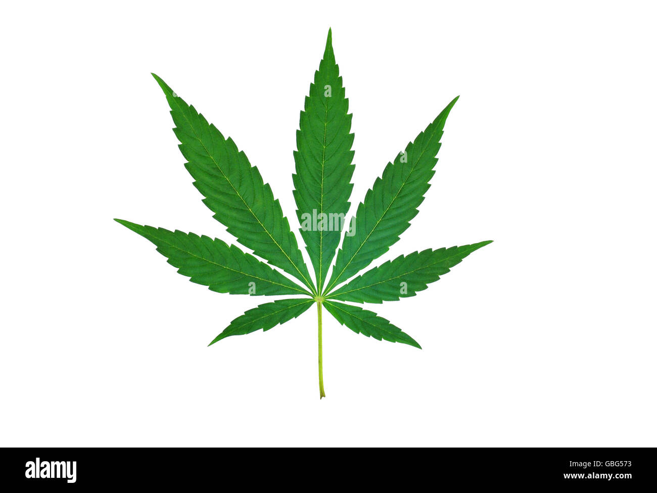 Cannabis leaf marijuana on hi-res stock photography and images - Alamy