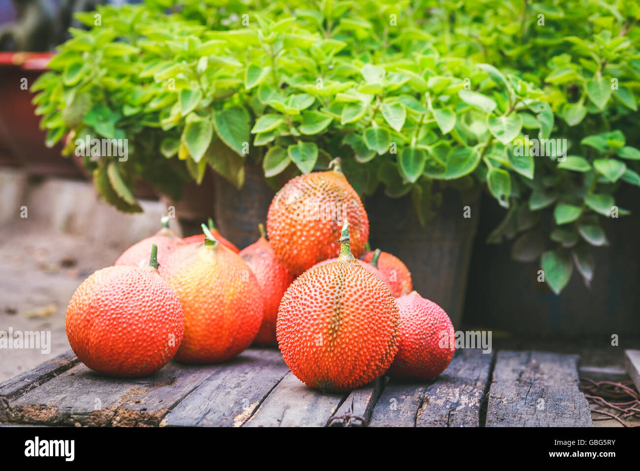 Trai gac fruit hi-res stock photography and images - Alamy
