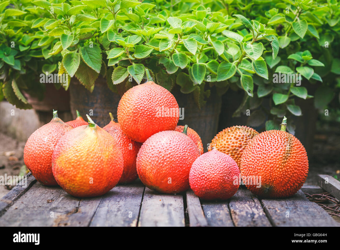 Trai gac fruit hi-res stock photography and images - Alamy