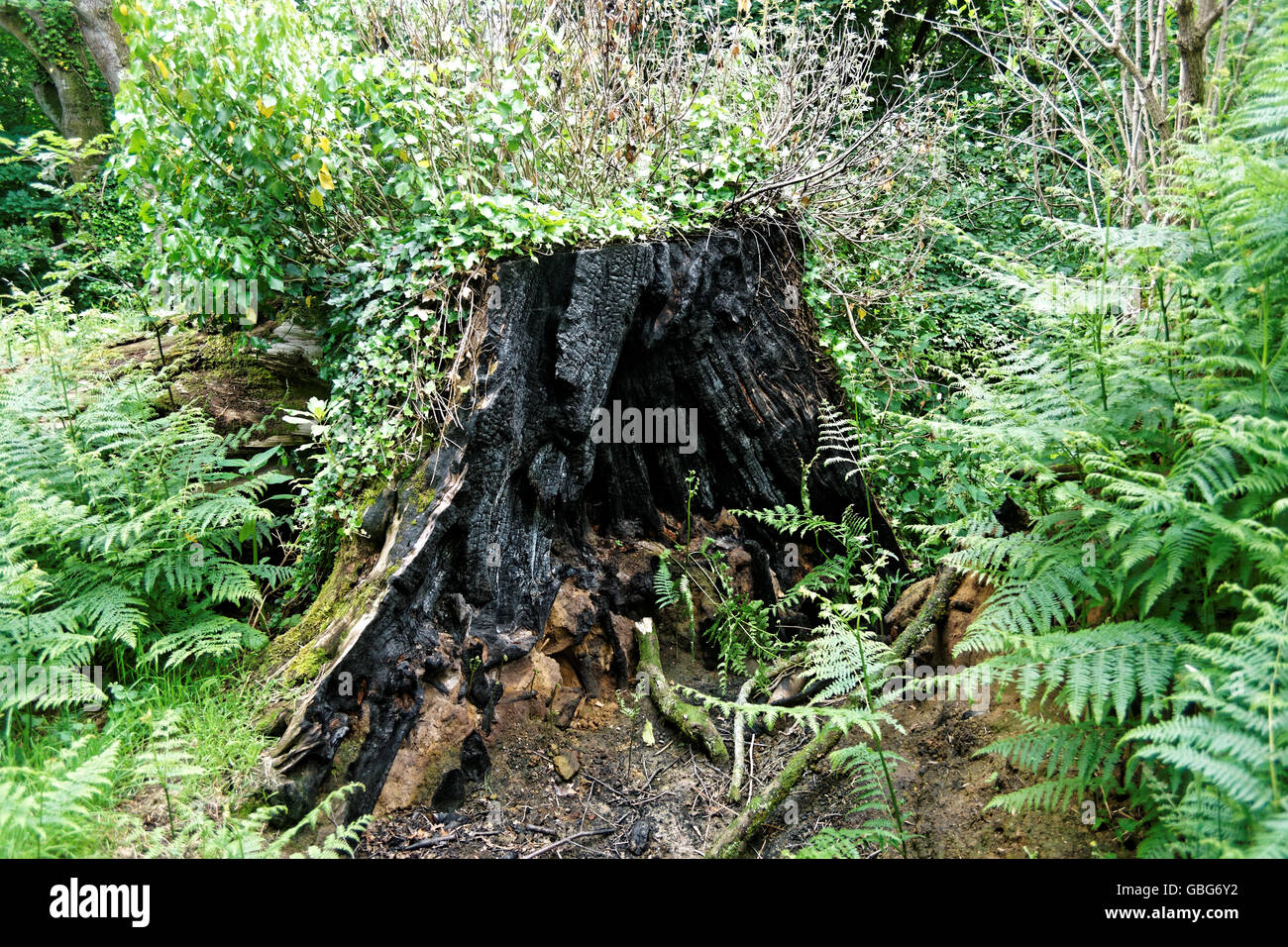 tree stump burnt by fire in rural surroundings Stock Photo - Alamy