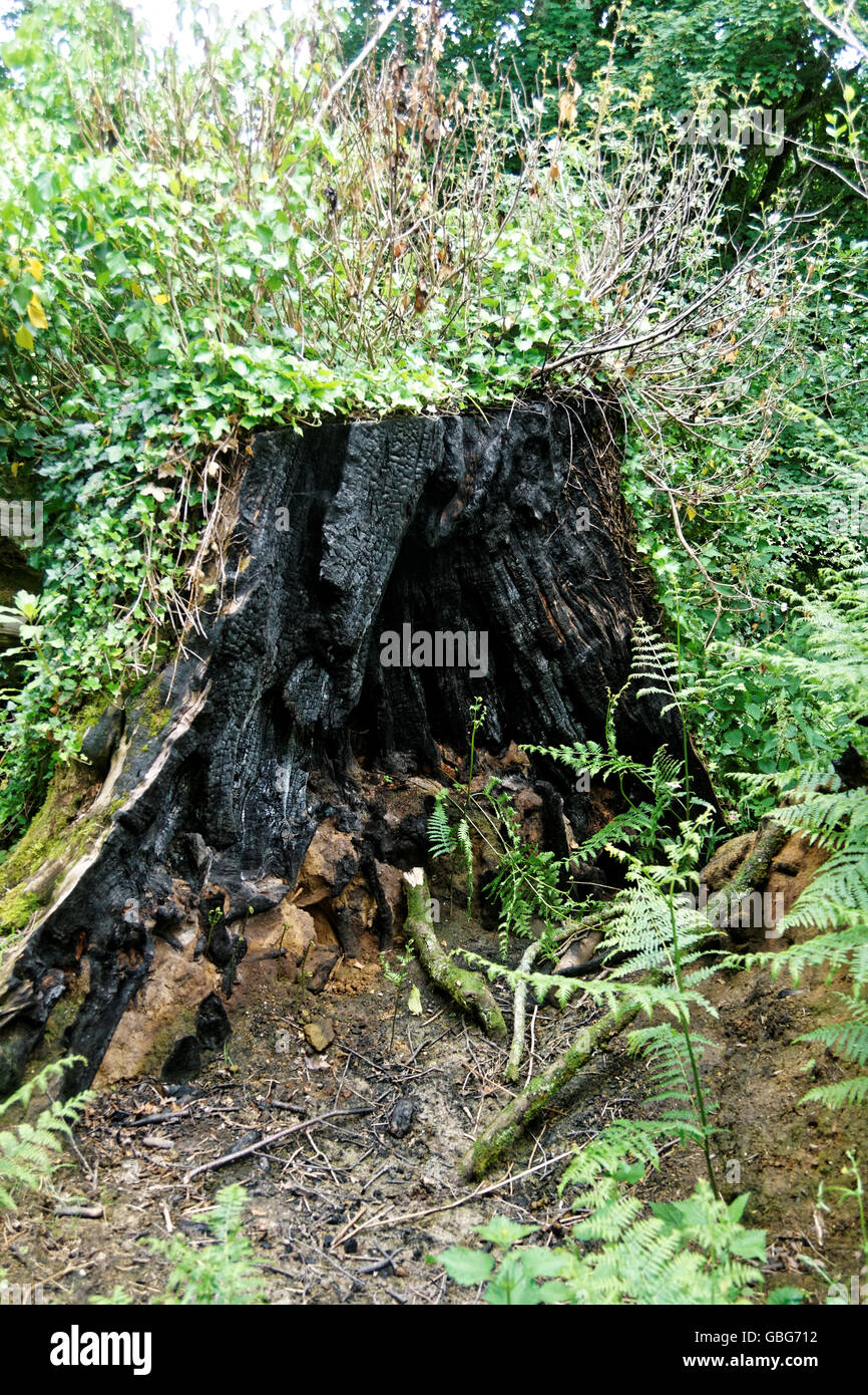 tree stump burnt by fire in rural surroundings Stock Photo - Alamy