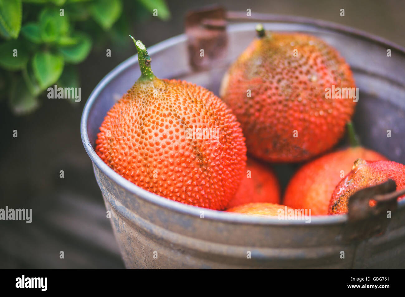 Trai gac fruit hi-res stock photography and images - Alamy