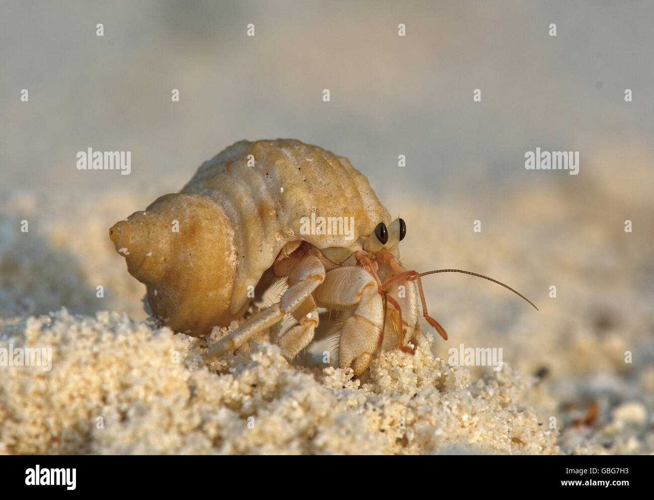 Decapod crustaceans hi-res stock photography and images - Alamy
