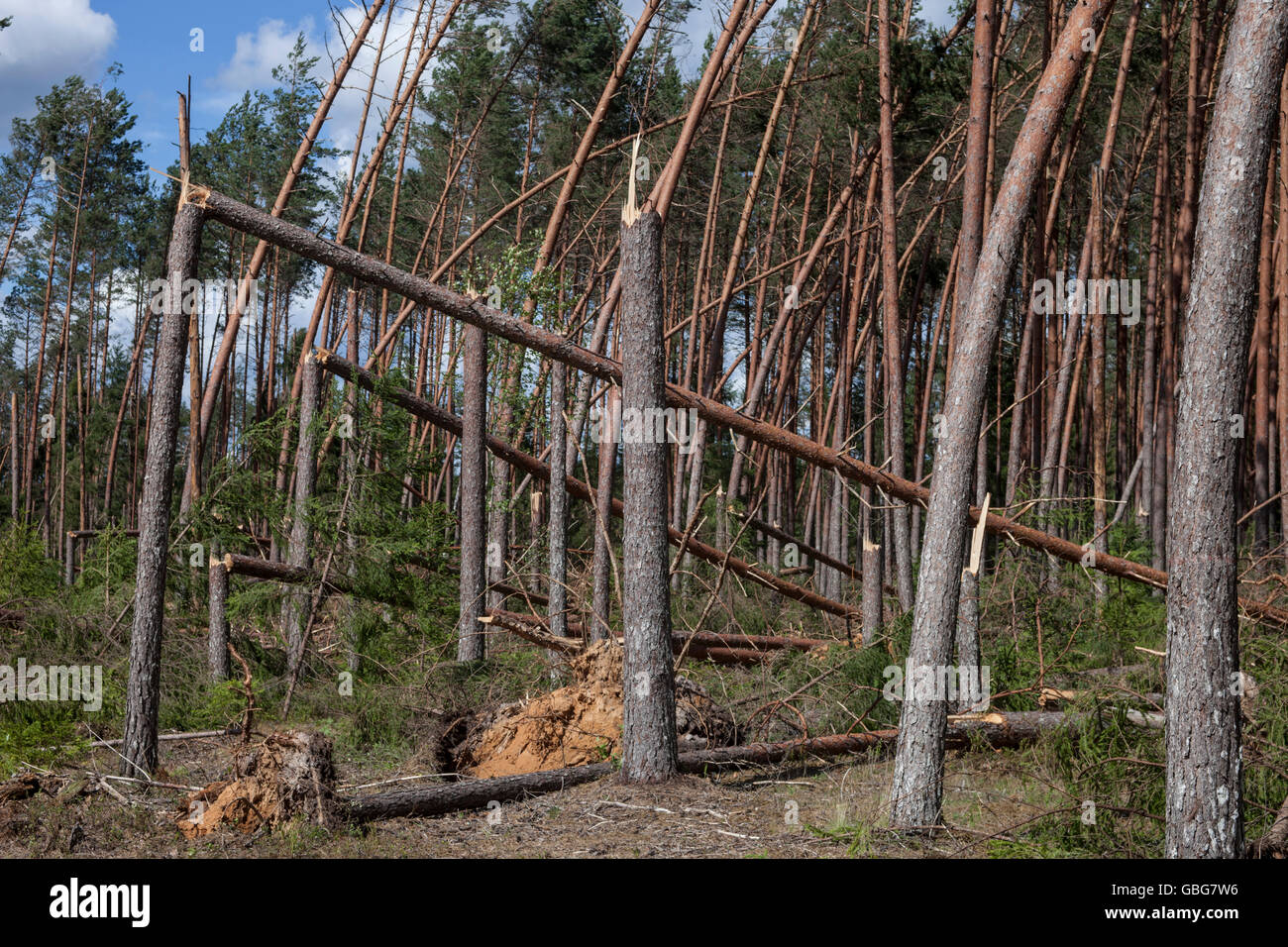 Winfall in forest. Forest characteristic for pine forests of northern ...