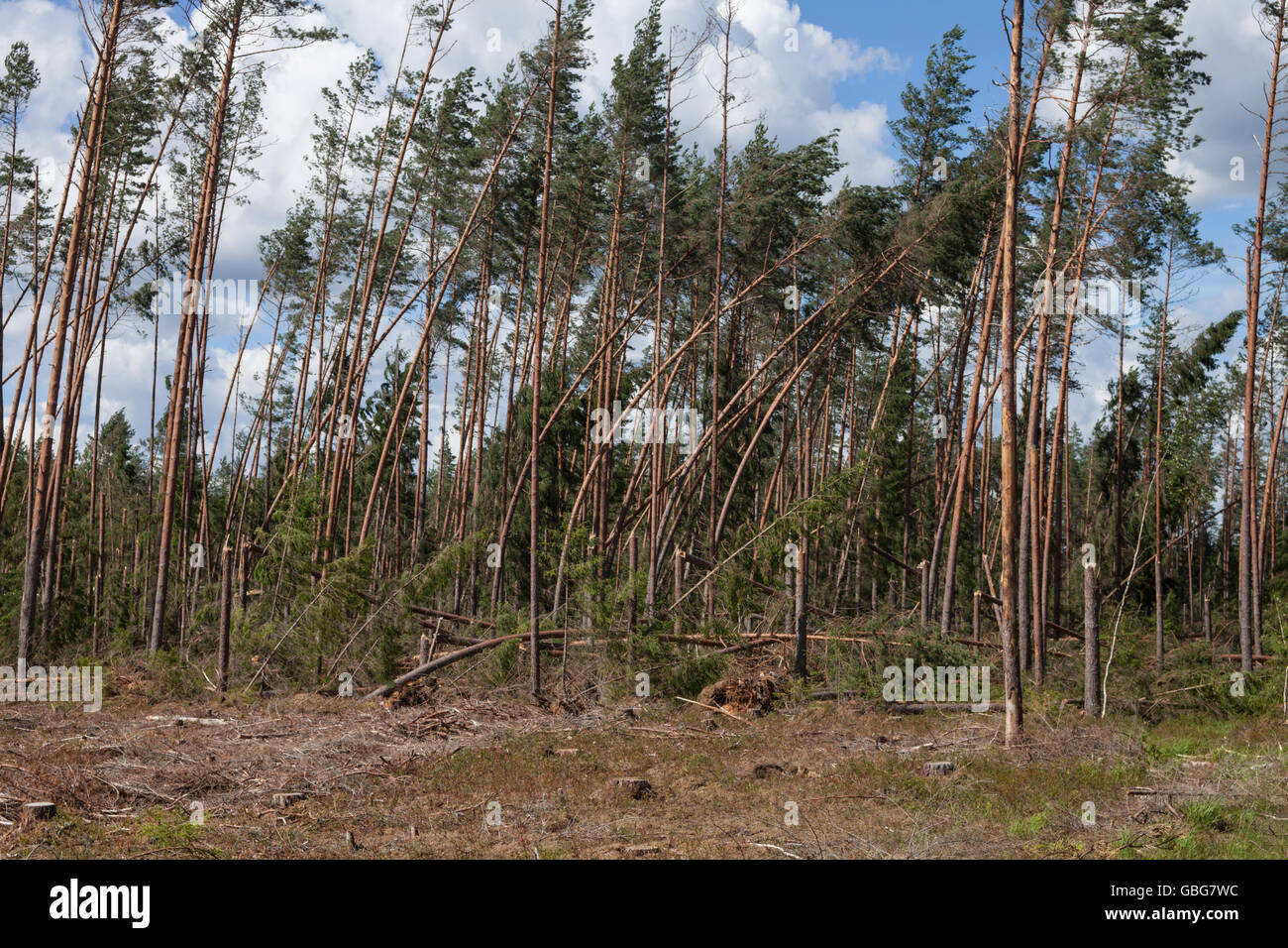 Winfall in forest. Forest characteristic for pine forests of northern ...