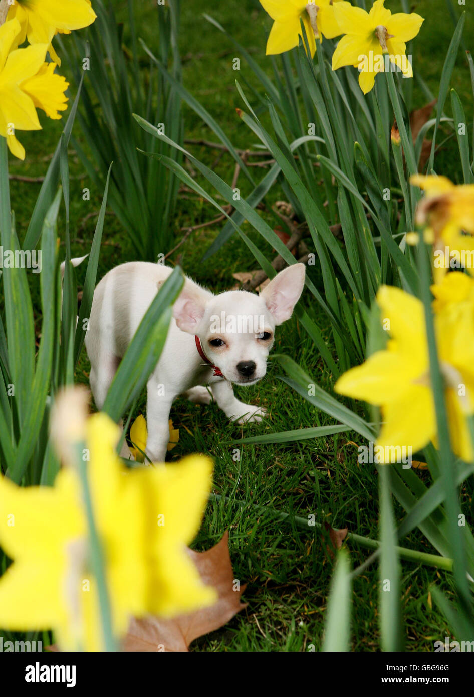 Springcollection hi-res stock photography and images - Alamy