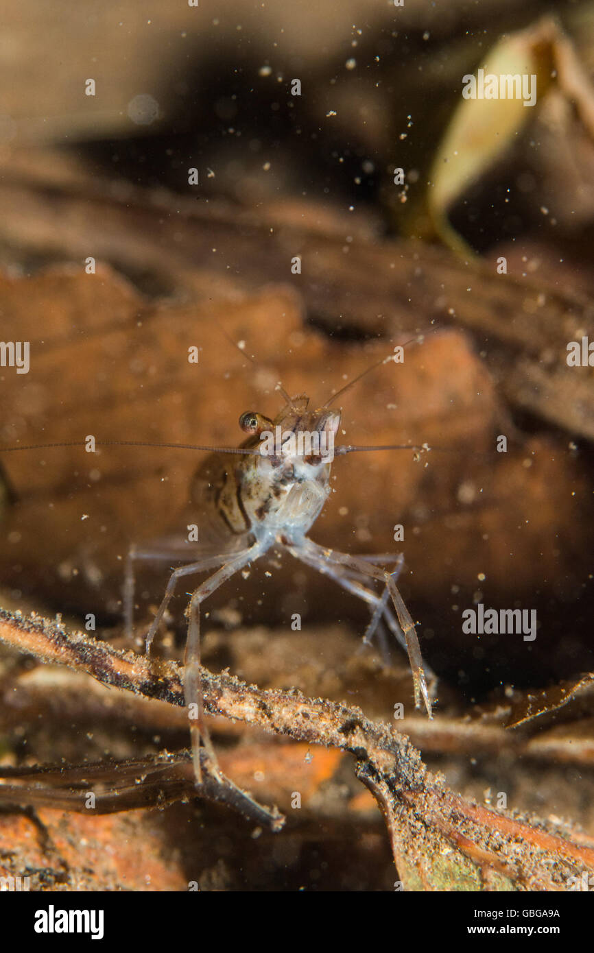 Freshwater crustaceans hi-res stock photography and images - Alamy