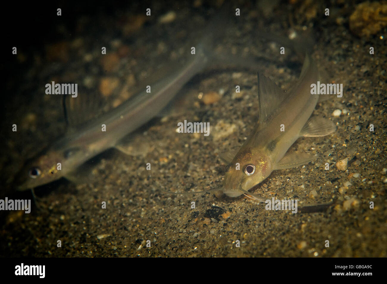 School of catfishes from Brazil Stock Photo - Alamy