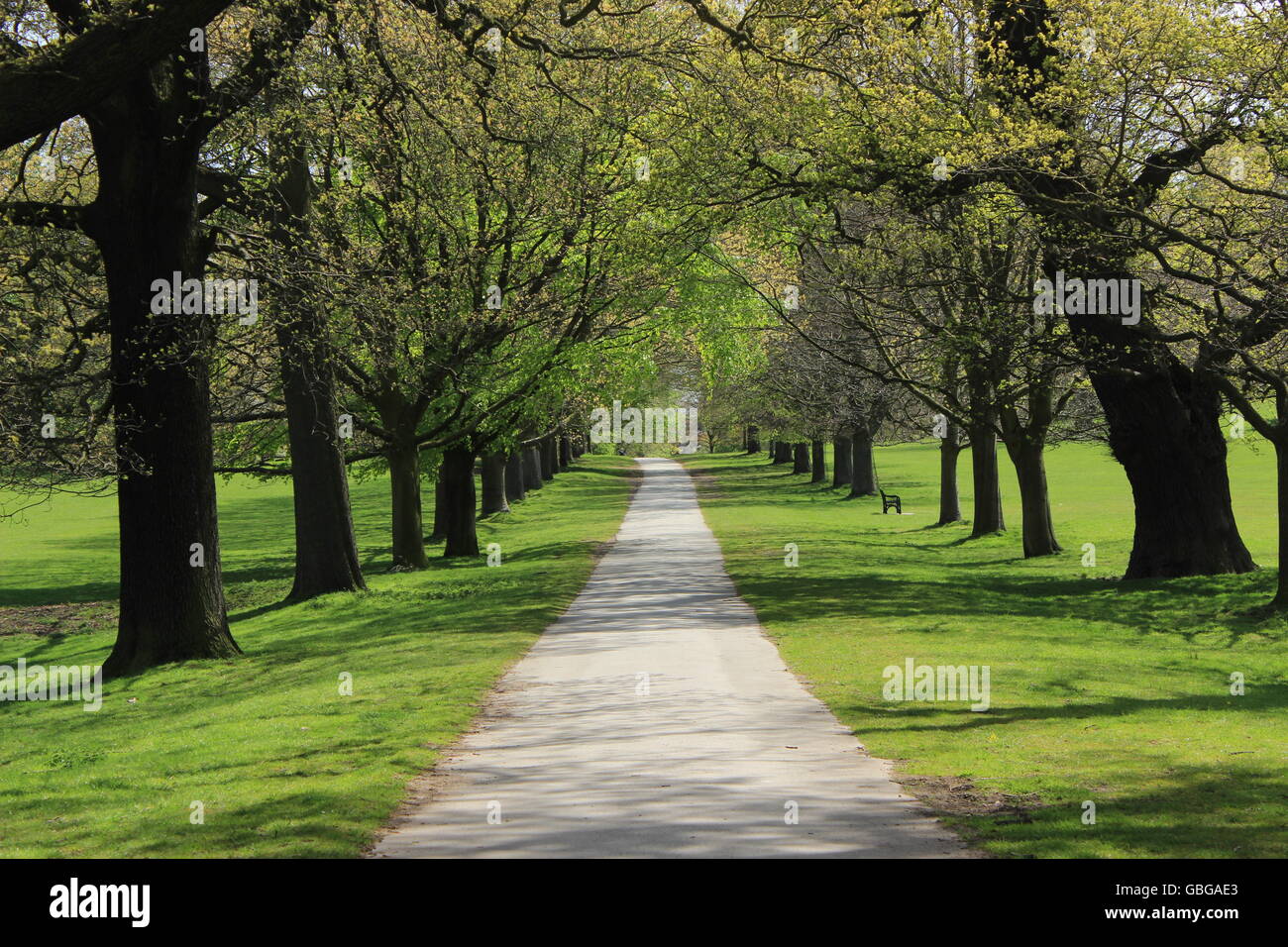Path through trees Stock Photo - Alamy