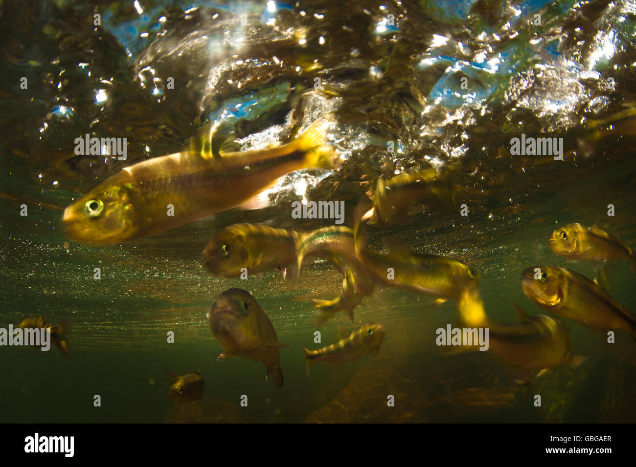 School of fish in a Savannah river in Chapada dos Veadeiros National ...