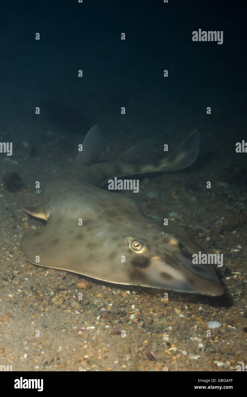 Elongated body hi-res stock photography and images - Alamy