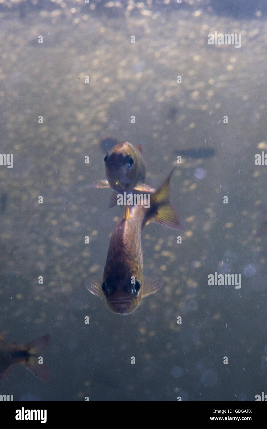 Freshwater native fish from Brazil Stock Photo - Alamy