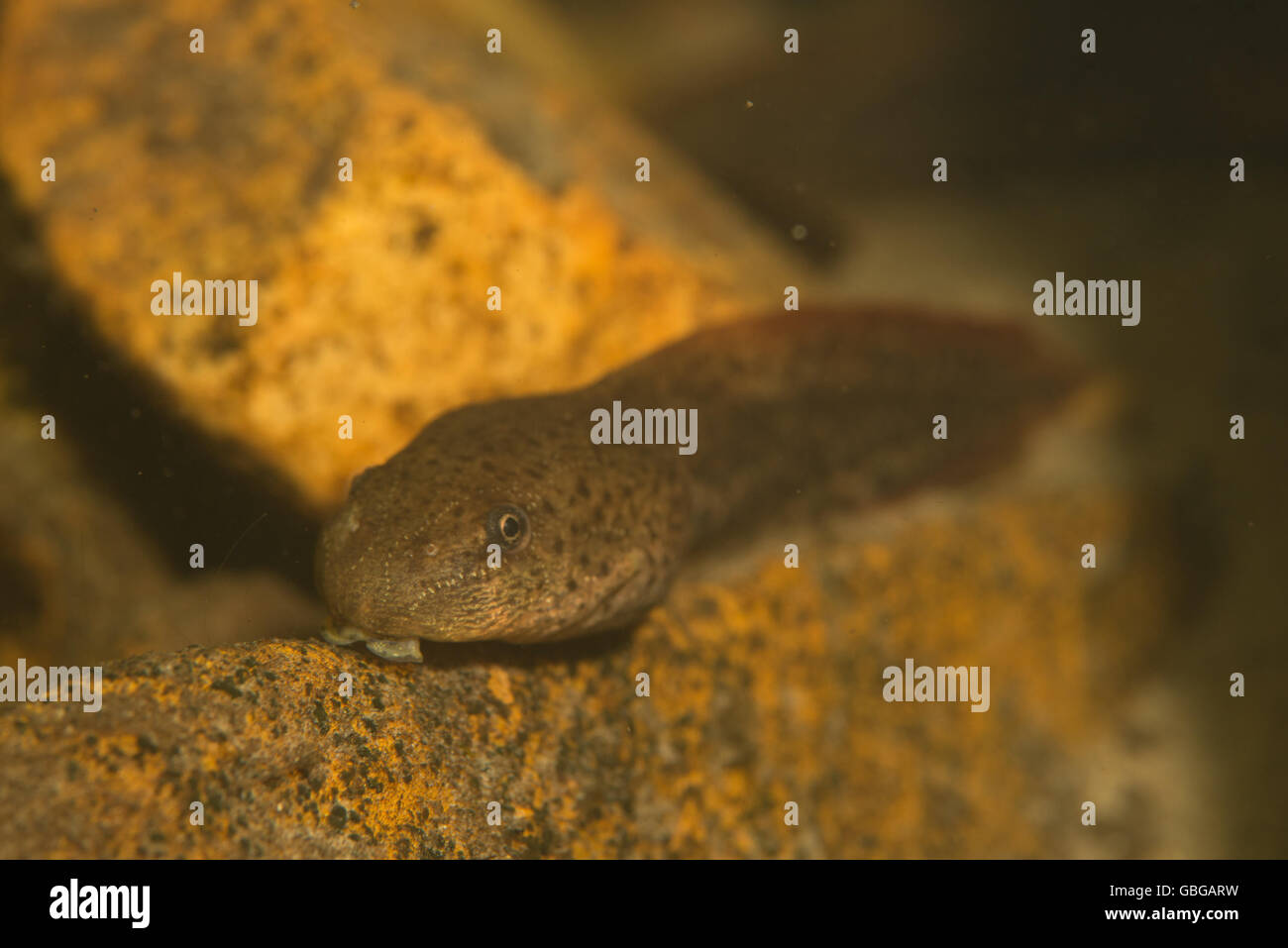 Tadpole shoot underwater in Brazil Stock Photo - Alamy