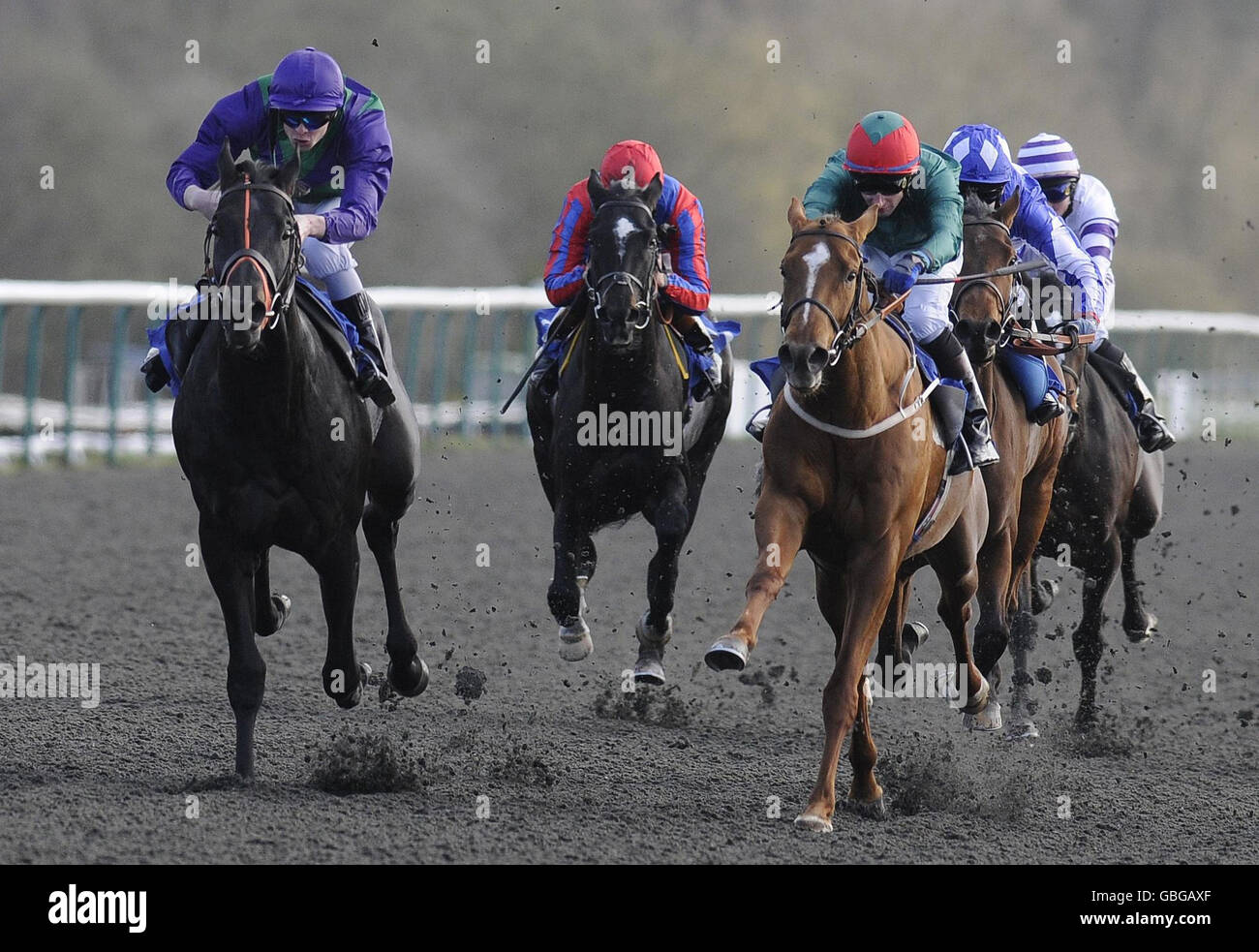 Horse Racing - Lingfield Park Racecourse Stock Photo - Alamy