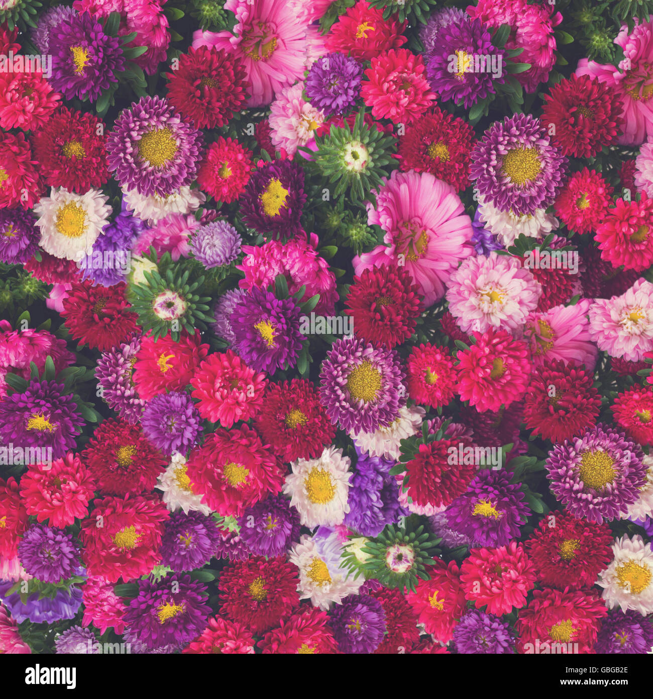 aster flowers background Stock Photo - Alamy