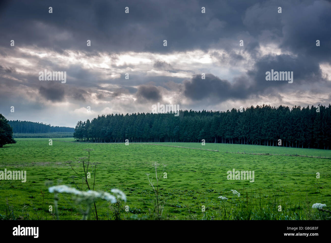 The Bois Jacques, part of the Ardennes Forest, near Foy and Bastogne ...