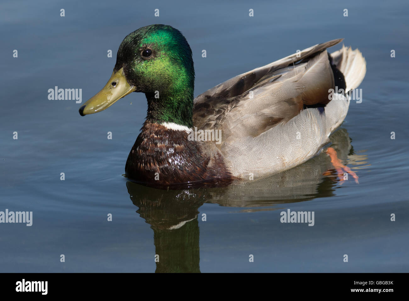 Duck wildlife bird hi-res stock photography and images - Alamy