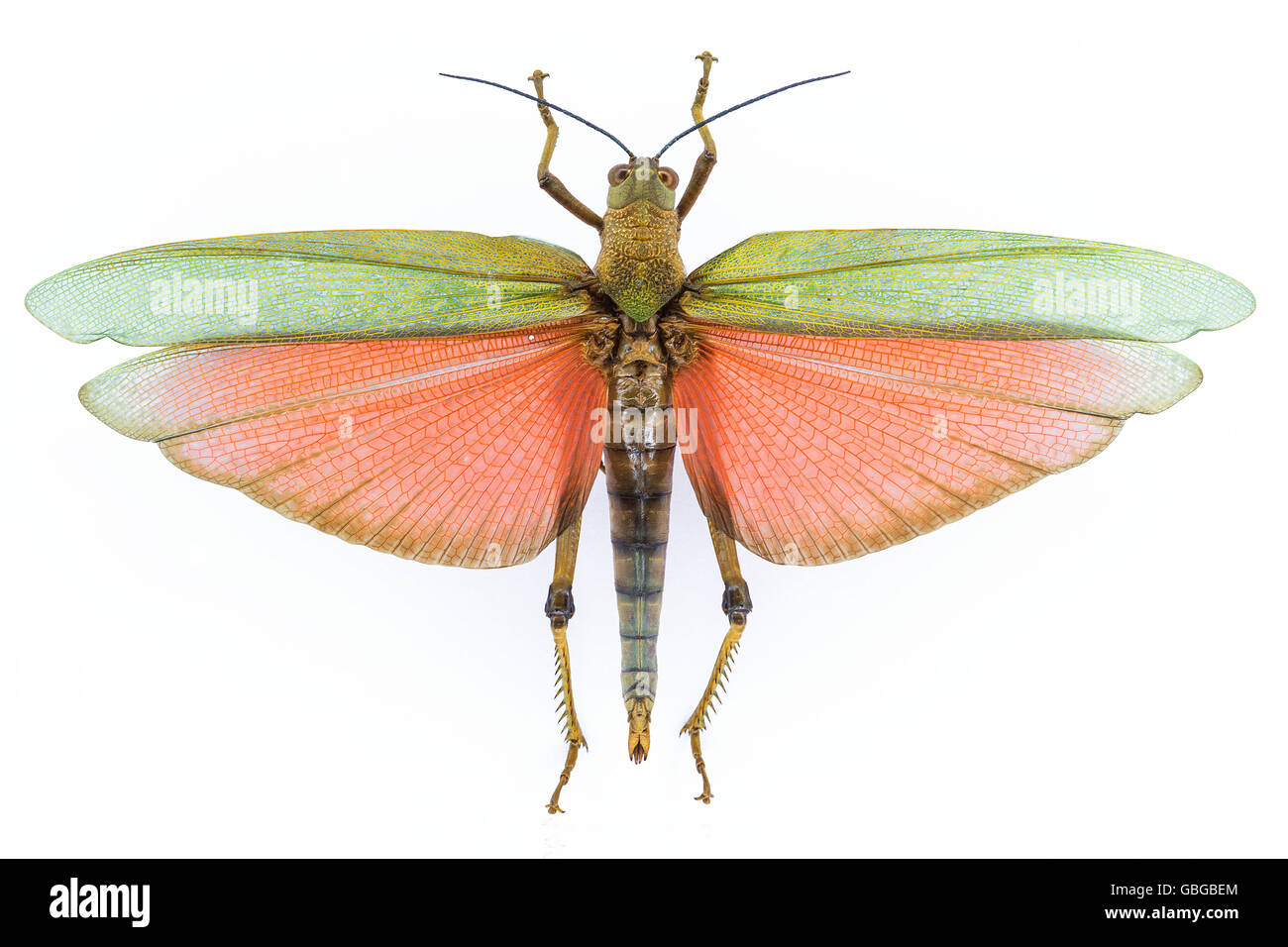 Amazon insects Cut Out Stock Images & Pictures - Alamy
