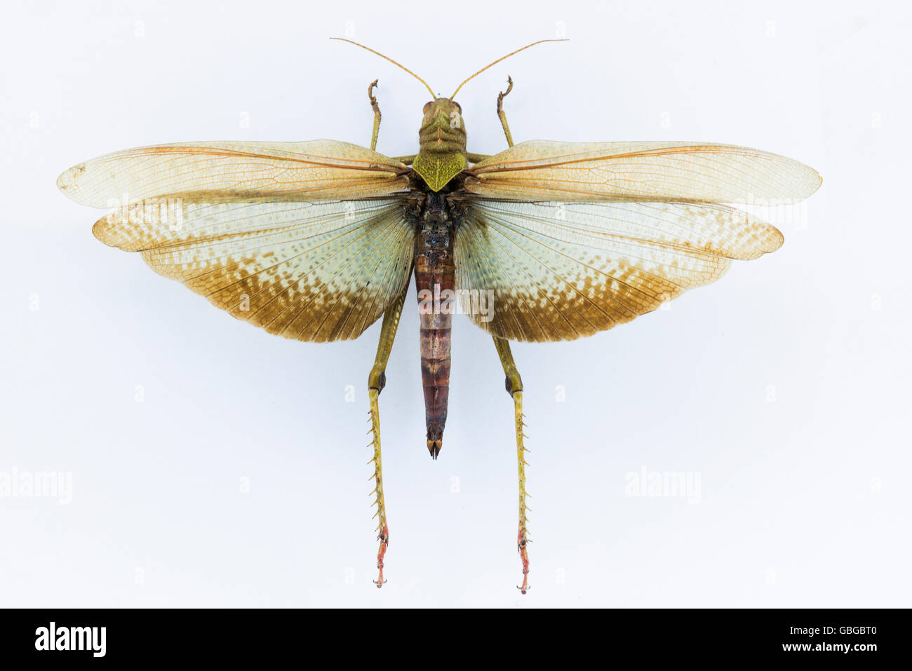 Hopper from Brazilian Atlantic Forest Stock Photo - Alamy