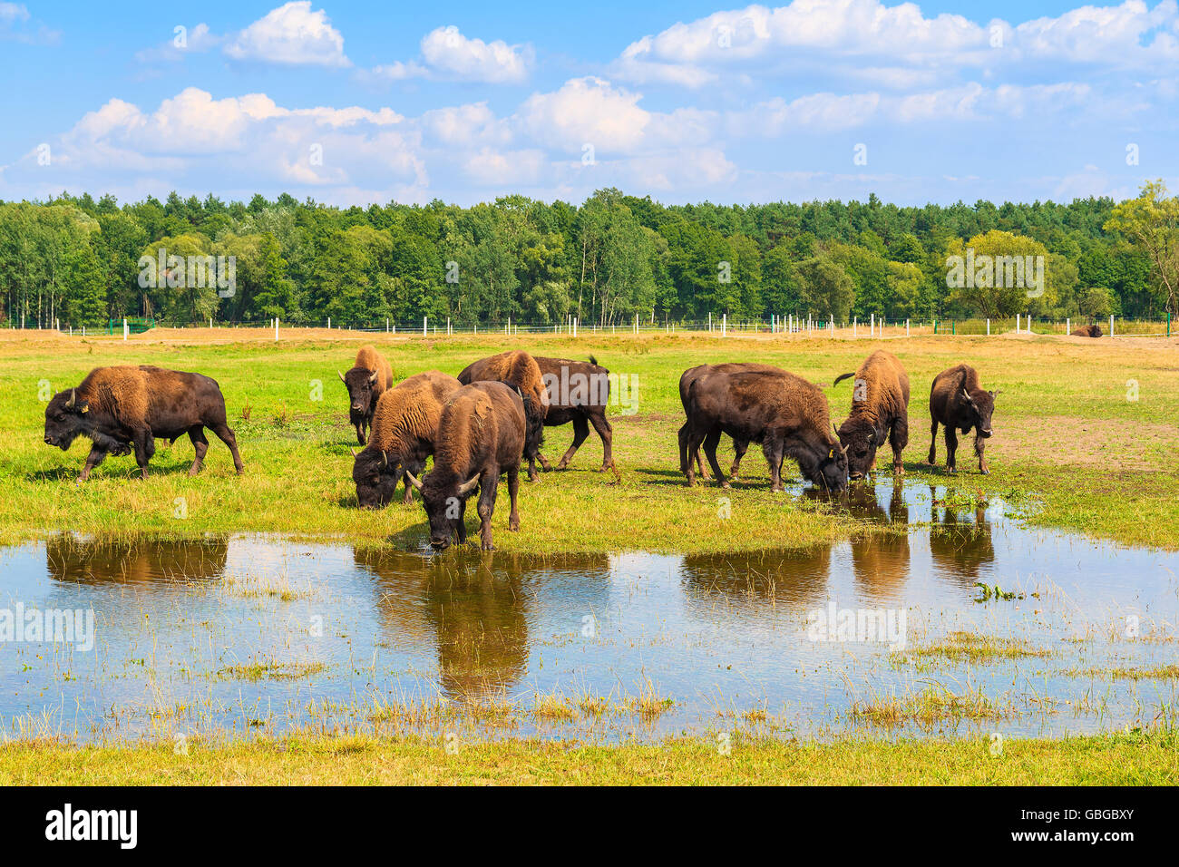 Herd of bison drinking water and grazing on grassland, Poland Stock ...