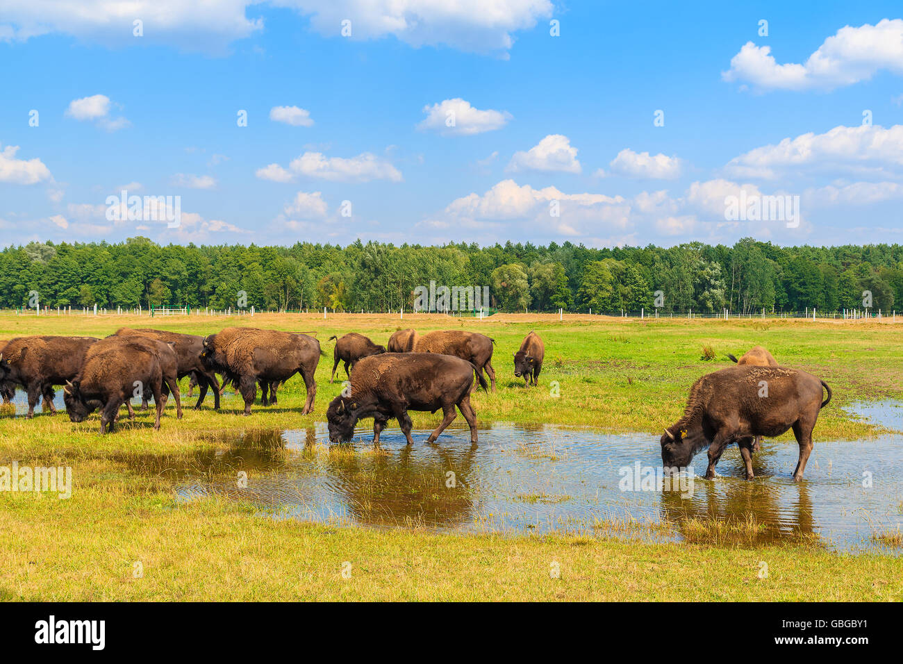 Herd of bison drinking water and grazing on grassland, Poland Stock ...