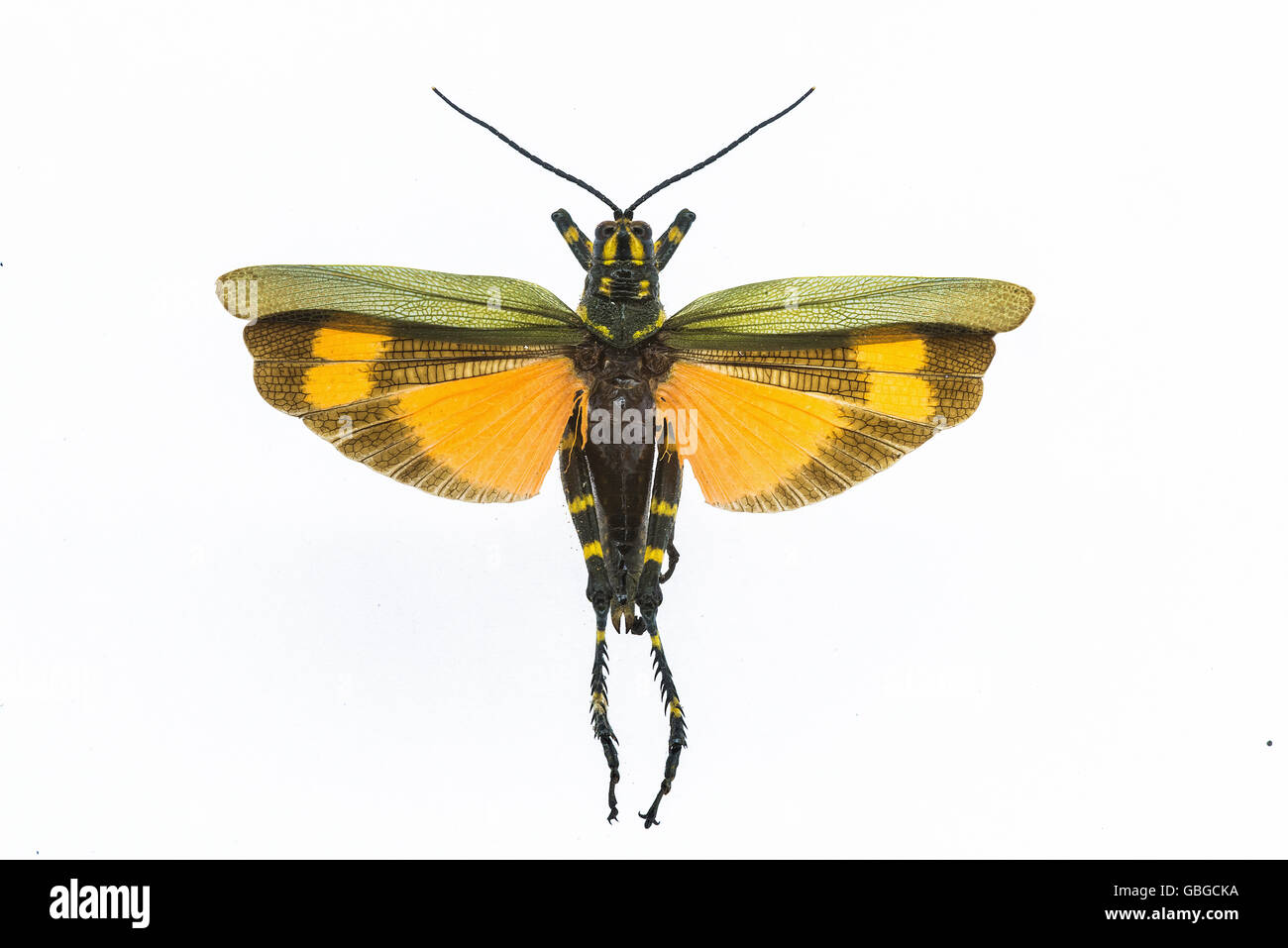 Yellow hopper from the Brazilian Savannah Stock Photo - Alamy