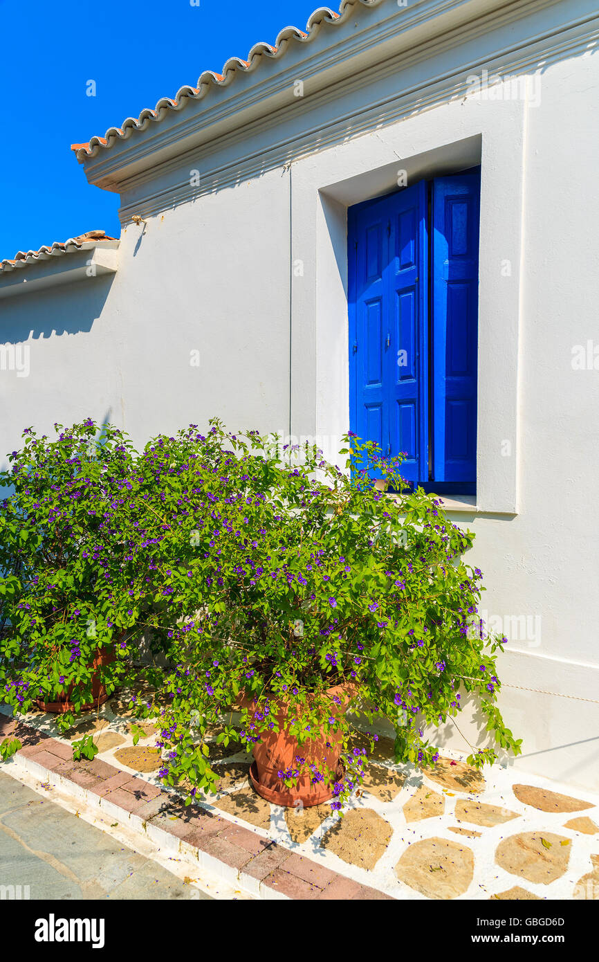 Typical white Greek house with blue shutters in Kokkari town, Samos ...