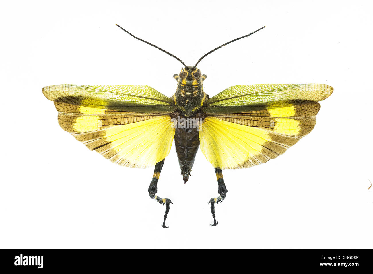 Yellow hopper from the Brazilian Savannah Stock Photo - Alamy