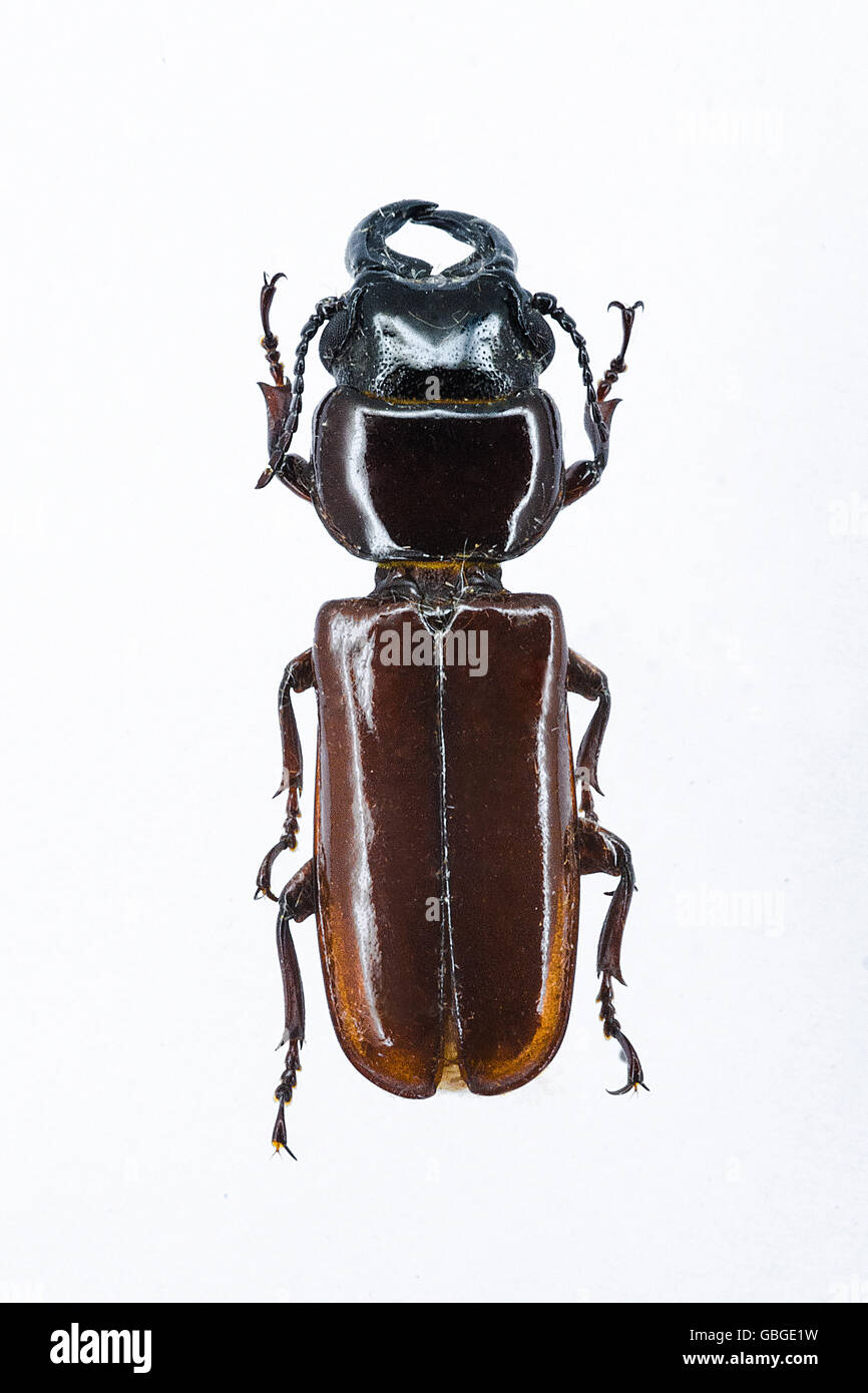 Beatle hi-res stock photography and images - Alamy