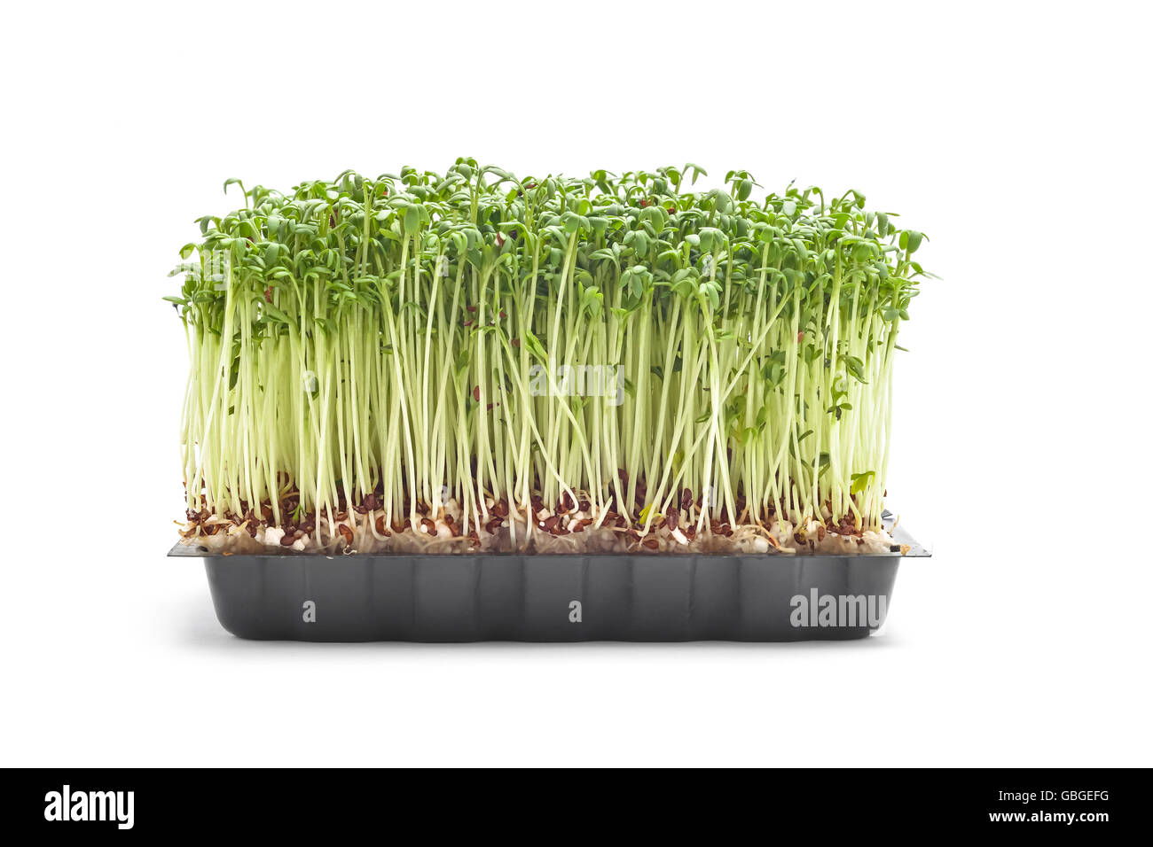 cress sprouts isolated on white Stock Photo - Alamy