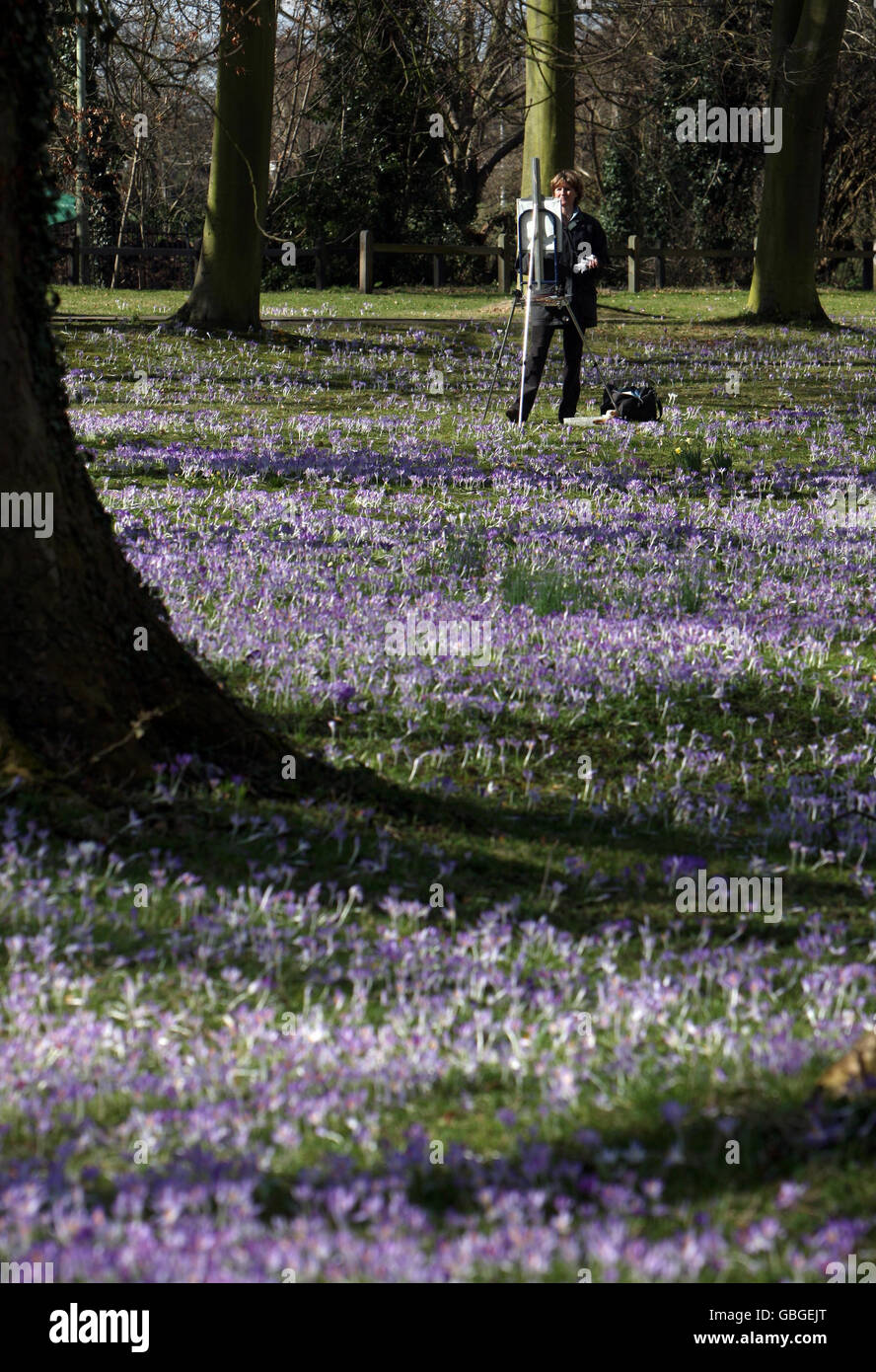 Local Cambridge Artist Katherine Firth captures the carpet of Crocuses ...