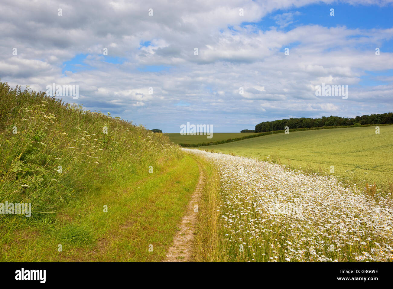 A conservation strip of wildflowers grown by a grassy track in the ...