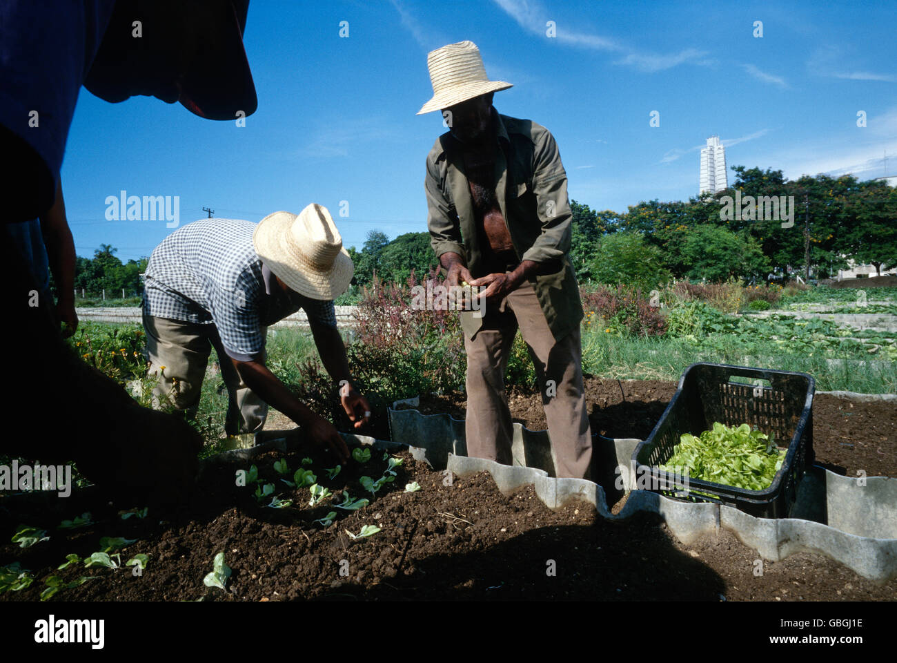 Cuba urban farming hi-res stock photography and images - Alamy