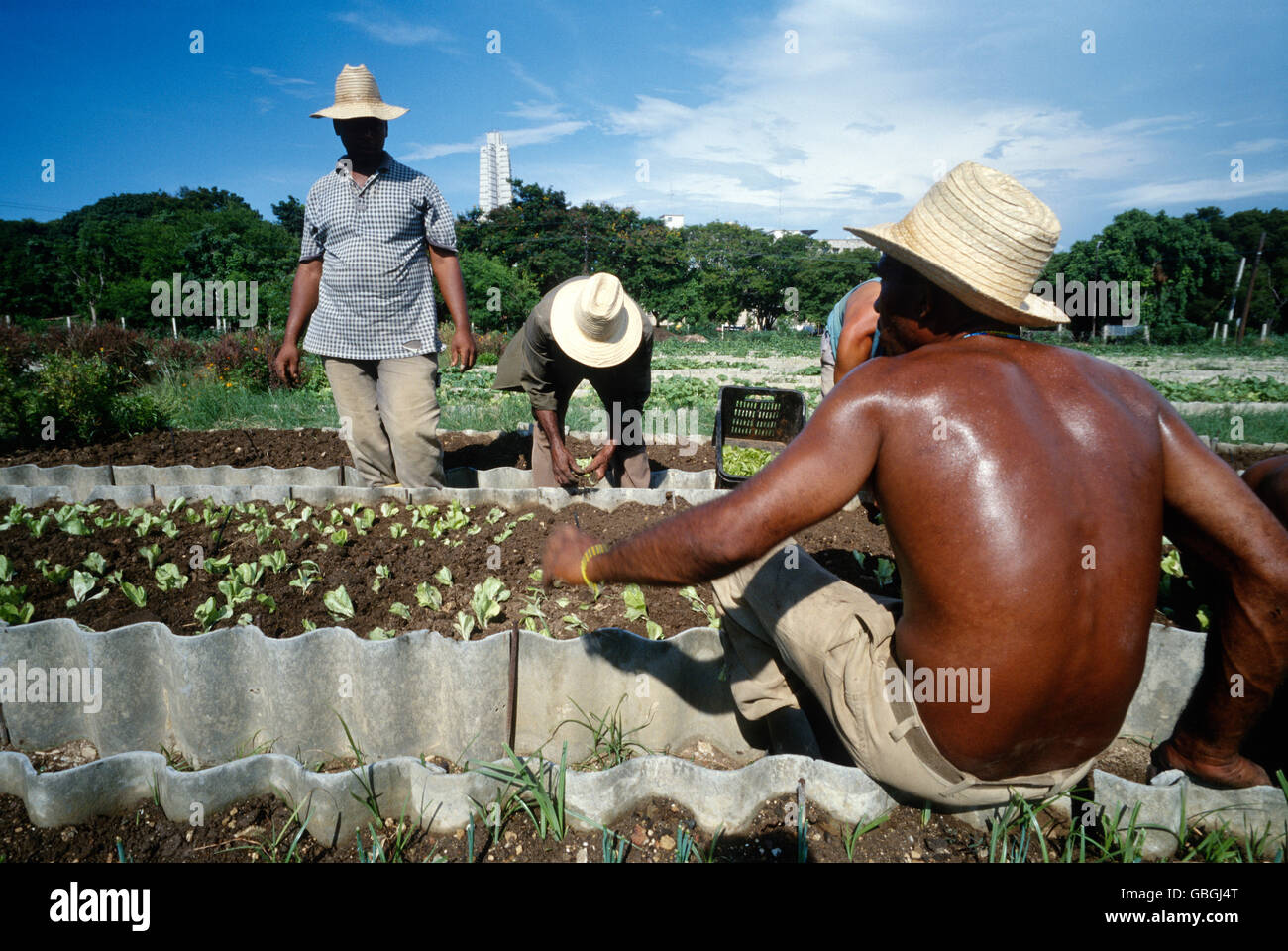 Cuba urban farming hi-res stock photography and images - Alamy