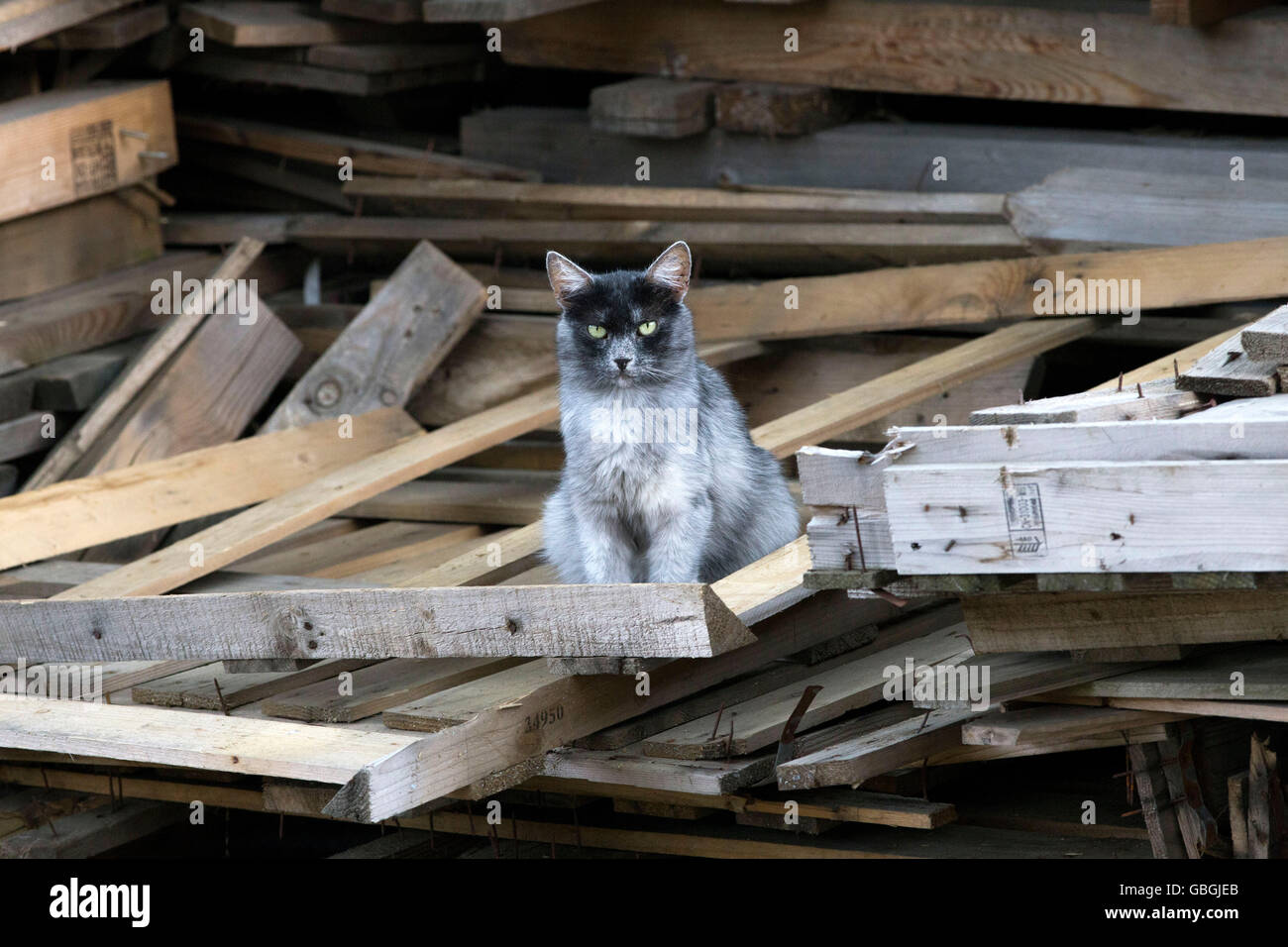 Pouncing cat hi-res stock photography and images - Alamy
