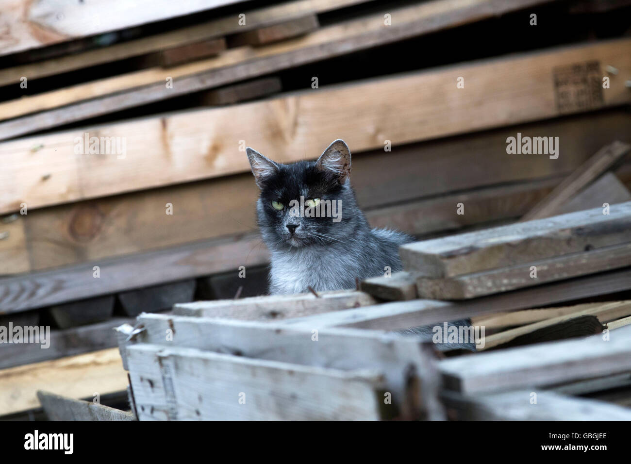 grey cat, scary cat, unique colour Stock Photo - Alamy