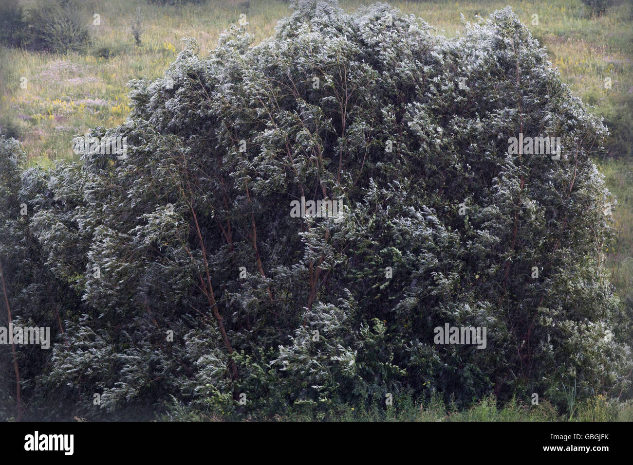 trees in storm rain Stock Photo - Alamy