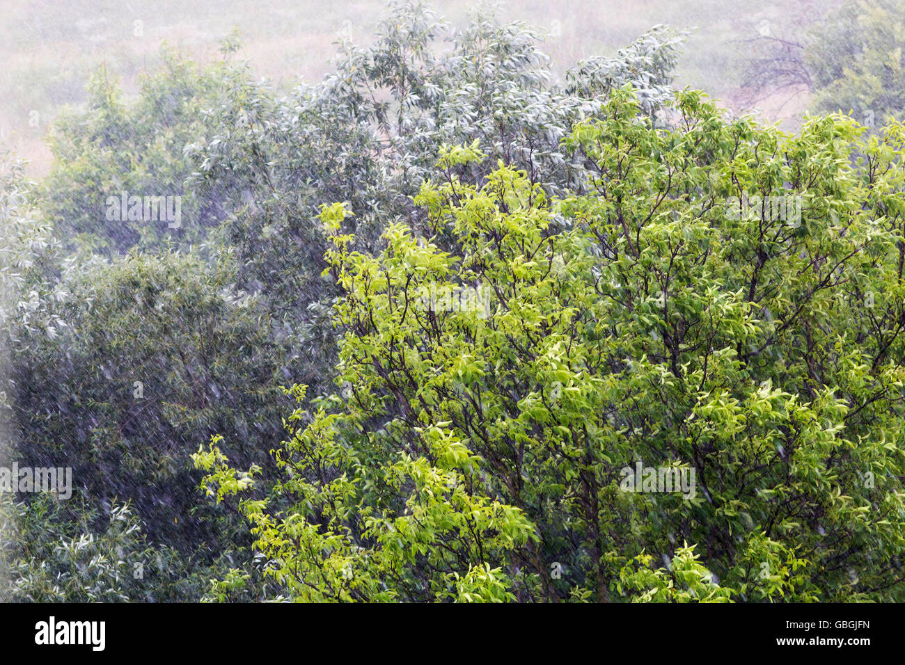 trees in storm Stock Photo - Alamy