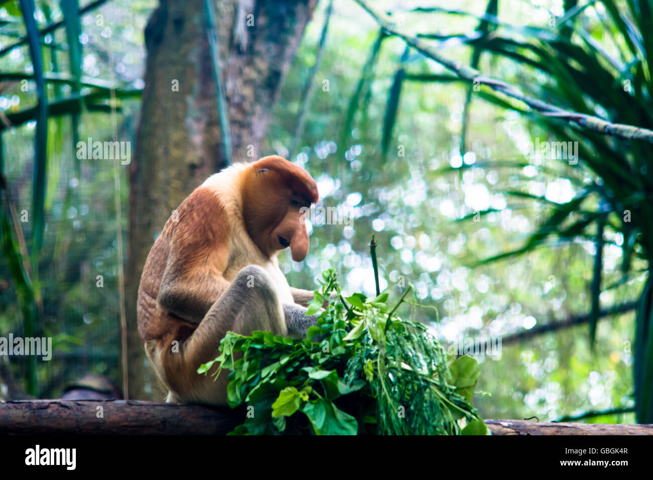 Side View Of Proboscis Monkey On Branch Stock Photo - Alamy