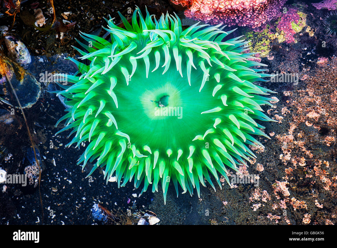Colorful Sea Anemones