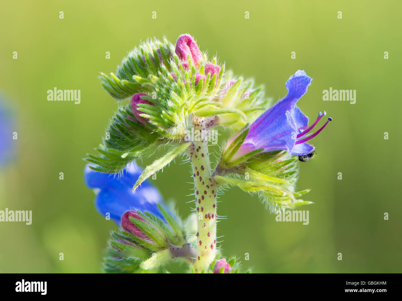 Viper's bugloss (Echium vulgare) inflorescence. Blue flowers and pink ...