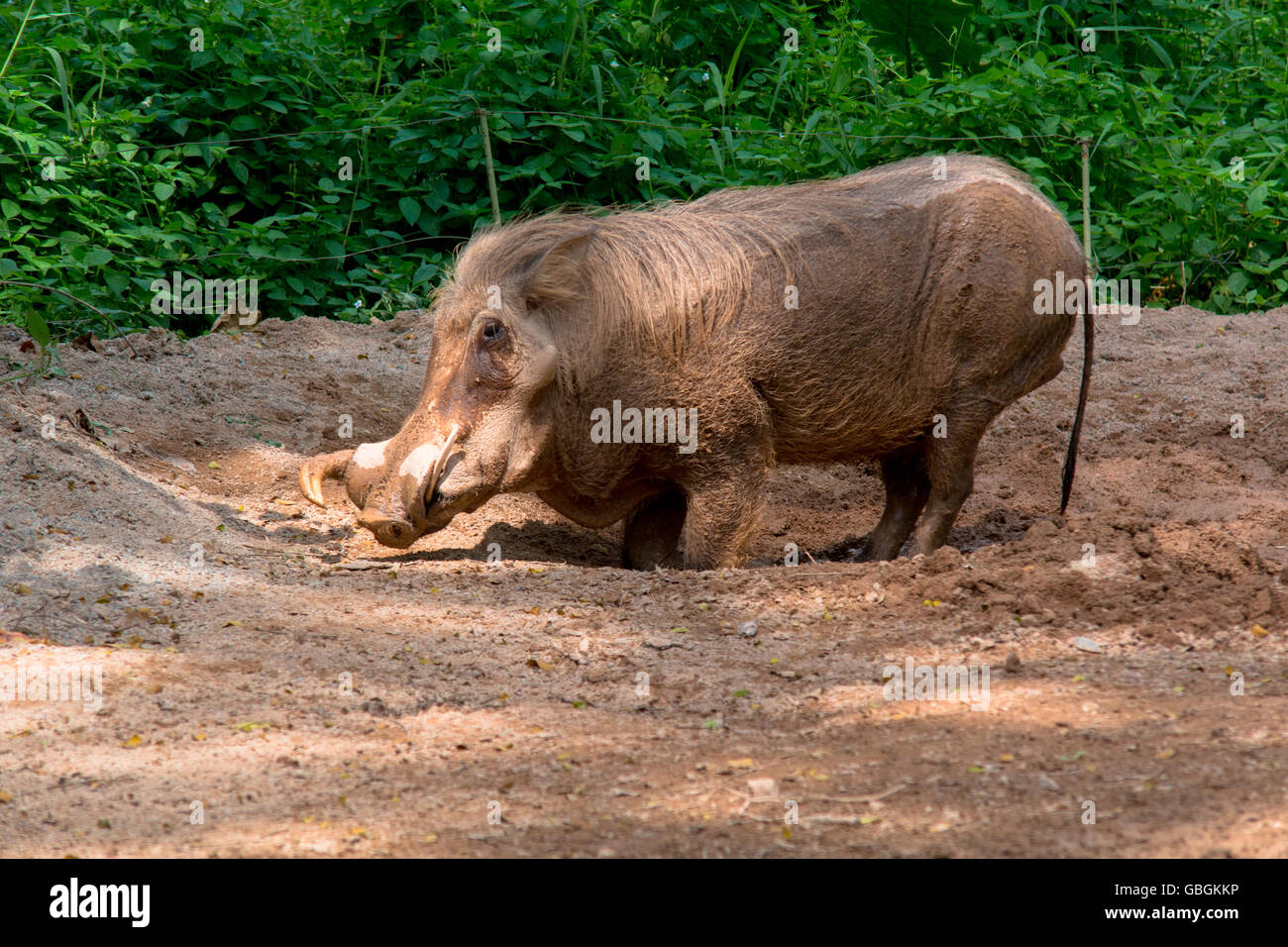 Side View Of Wild Boar On Dirt Stock Photo - Alamy