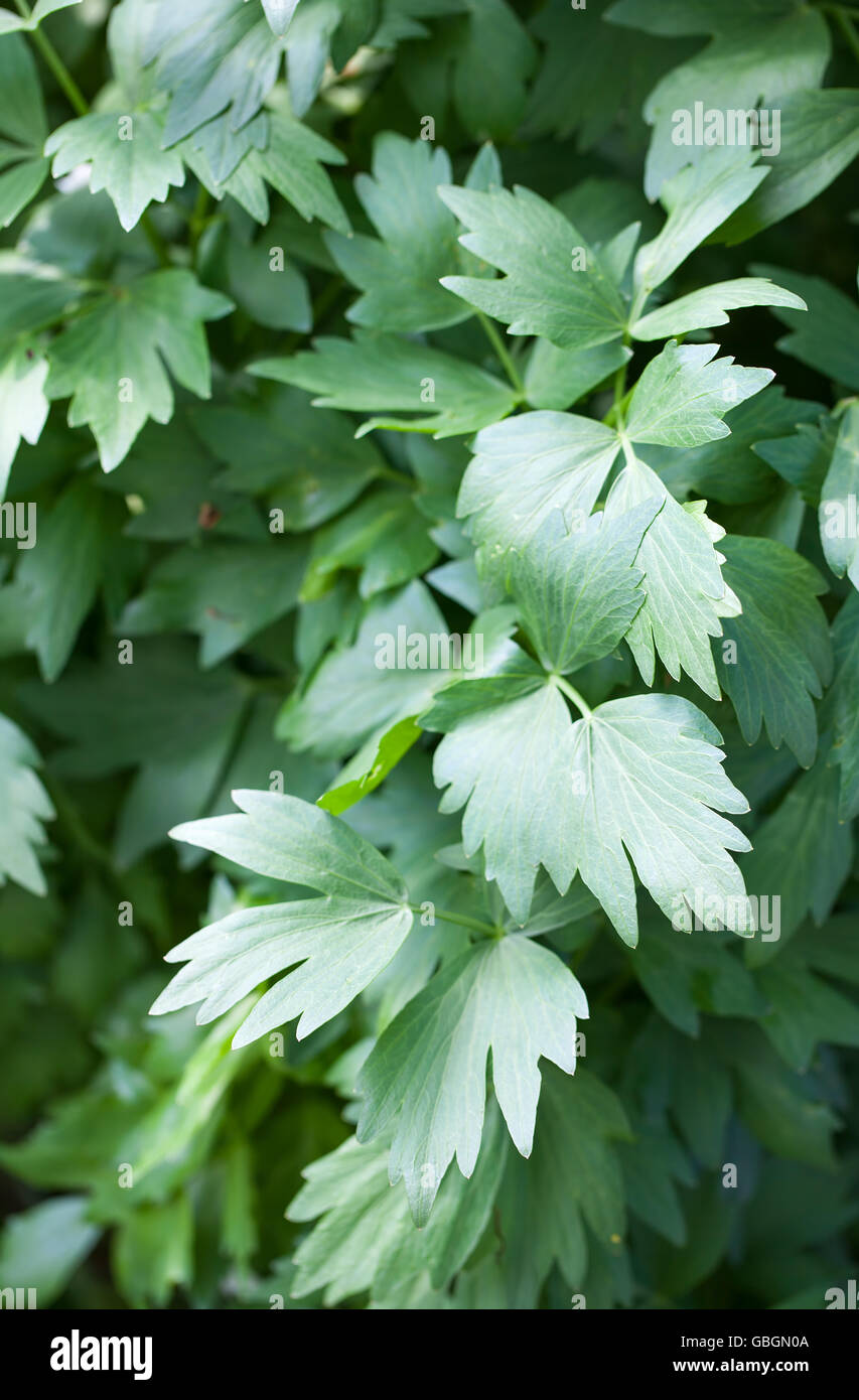 Levisticum officinale hi-res stock photography and images - Alamy