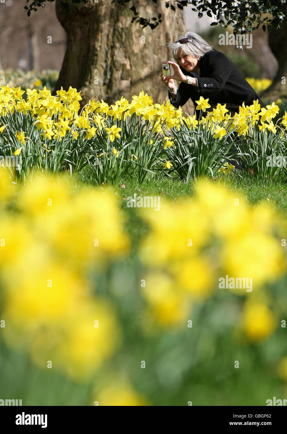 Woman takes photo of spring daffodils in st park hi-res stock ...