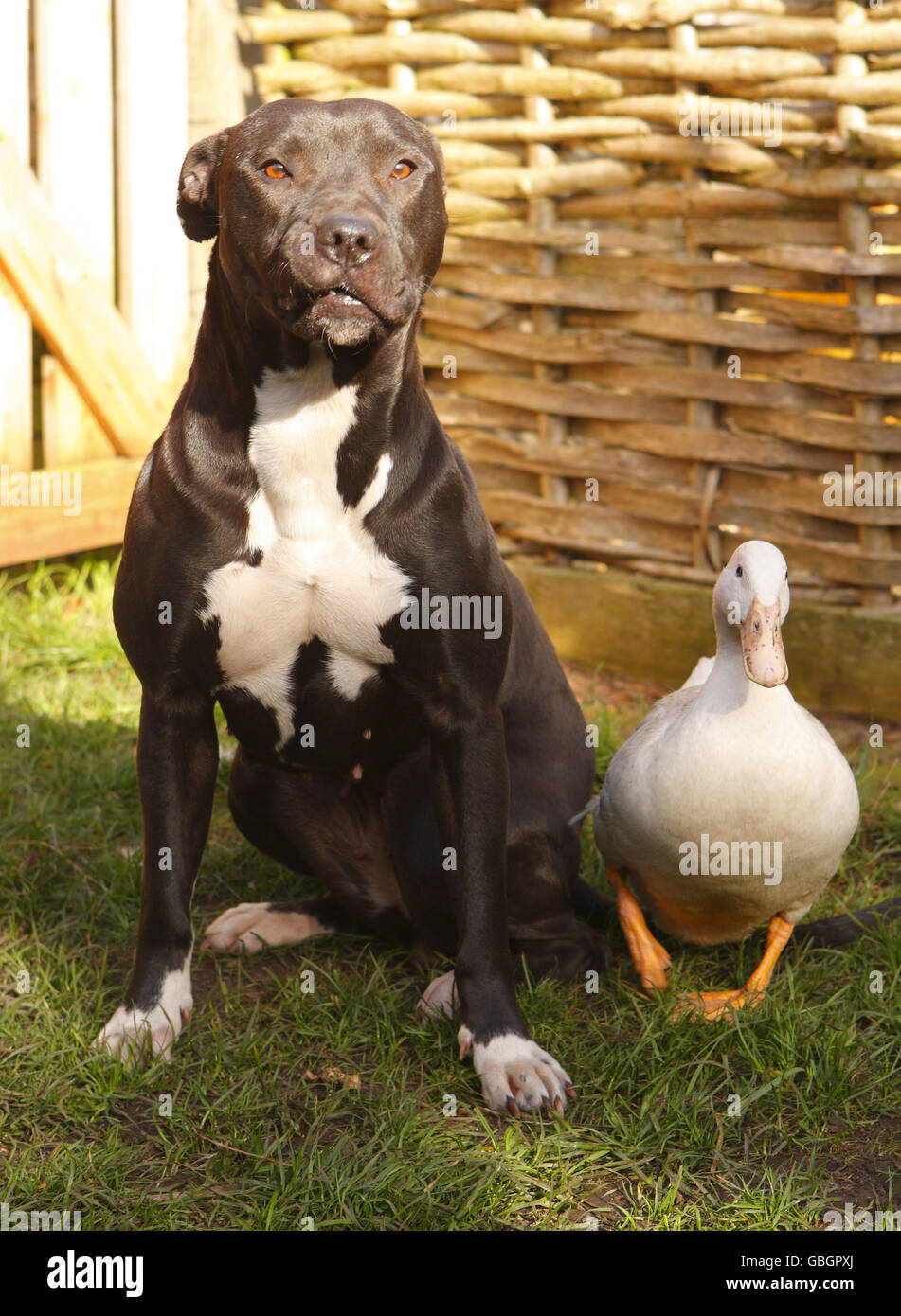 Cherry valley duck hi-res stock photography and images - Alamy